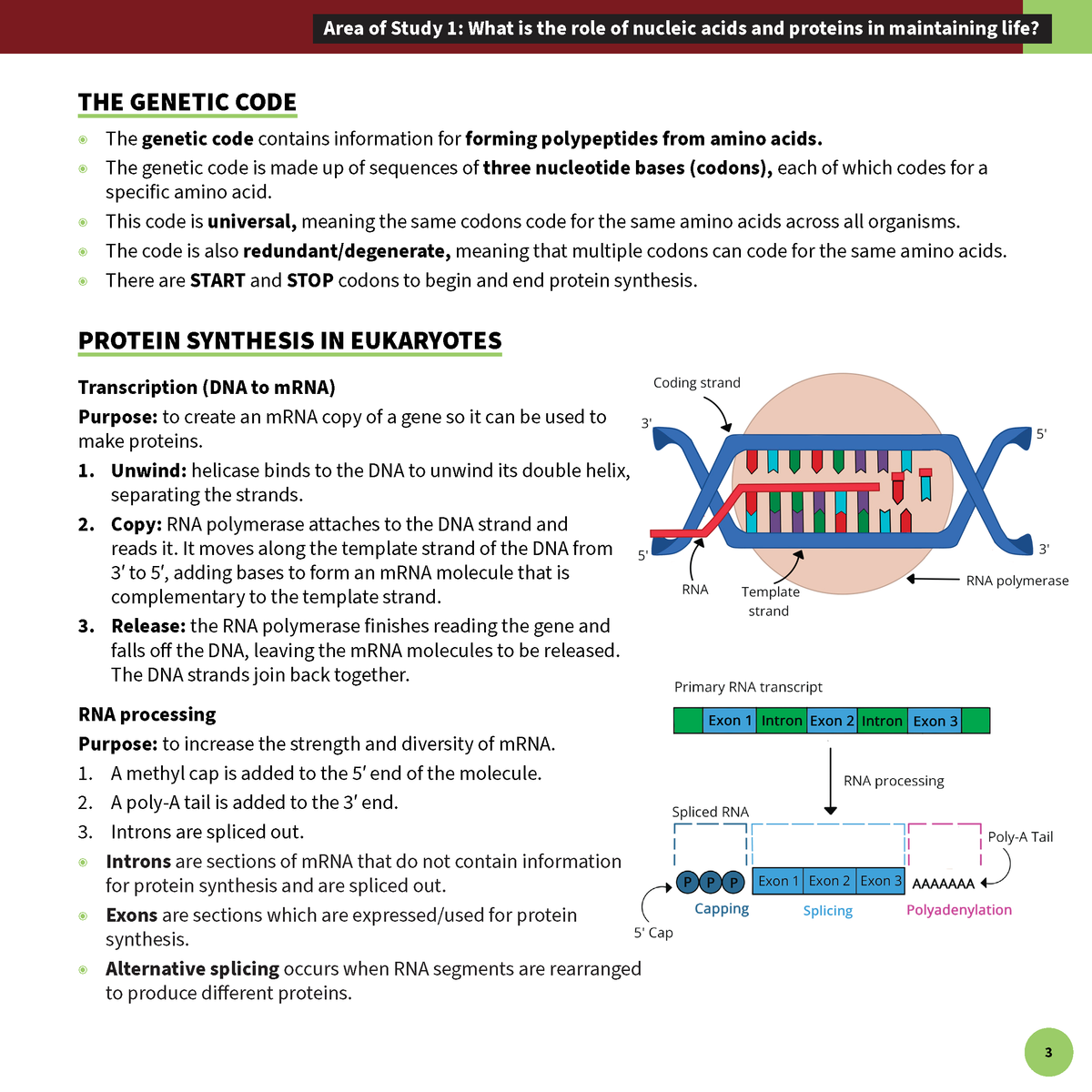 ATAR Notes VCE Biology 3&4 Summary Sheets (2025-2026) – Excel